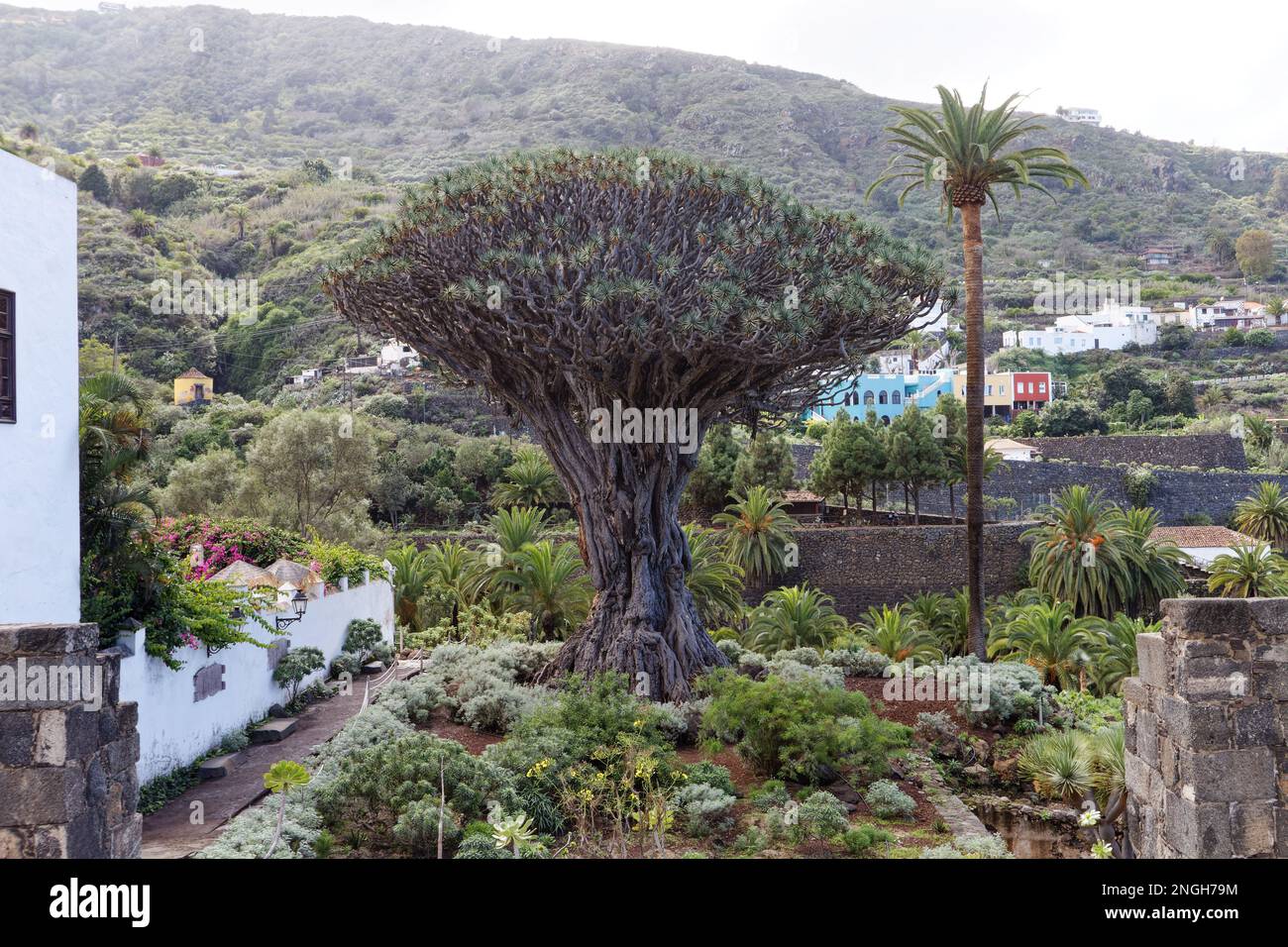 Iconic landmark of the town, old dragon tree Stock Photo - Alamy