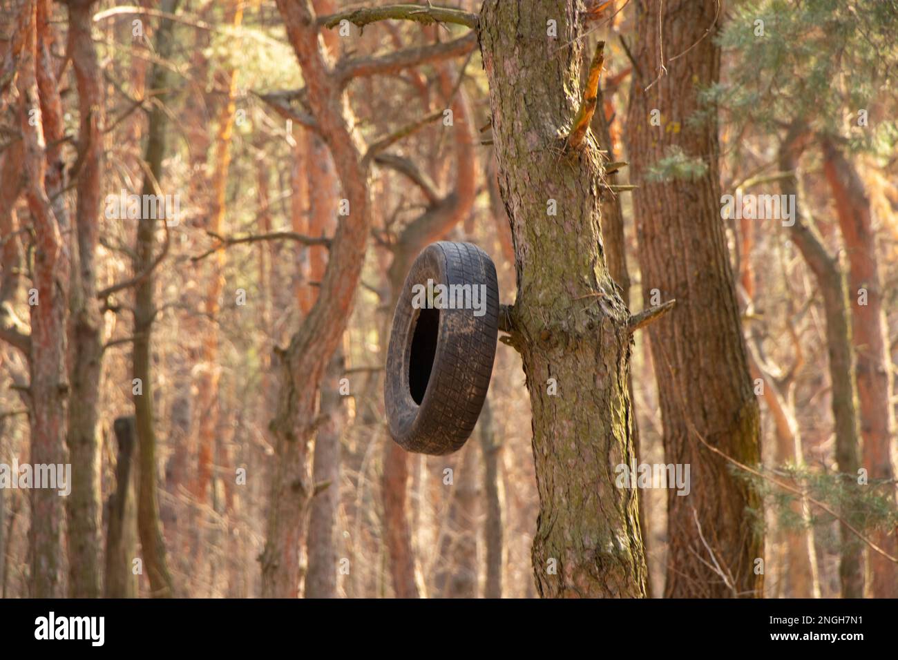 tire on a tree on branches, garbage in the forest, environmental pollution Stock Photo - Alamy