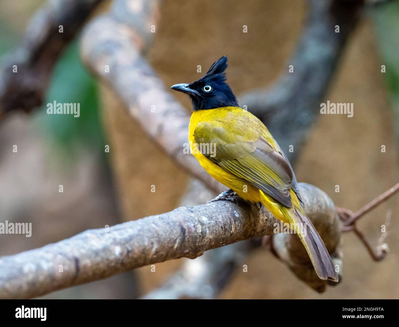 Black-crested Bulbul, Rubigula flaviventris, a beautiful and common ...