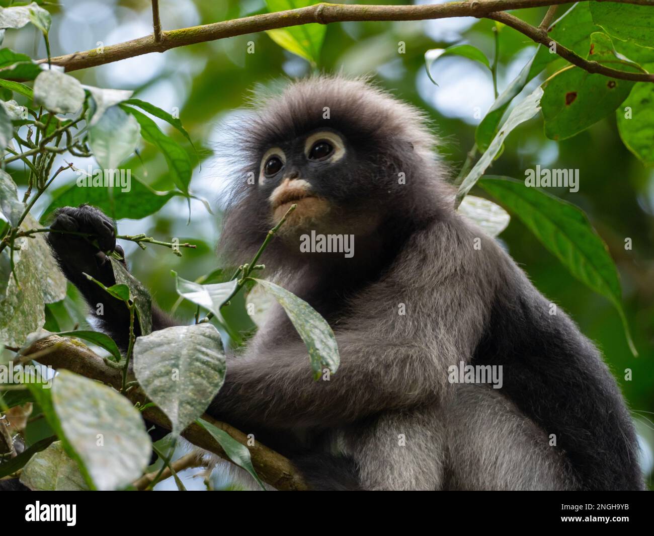 Dusky leaf monkey, Trachypithecus obscurus, a beautiful monkey from ...