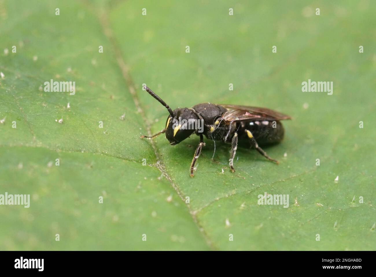White jawed yellow face hi-res stock photography and images - Alamy