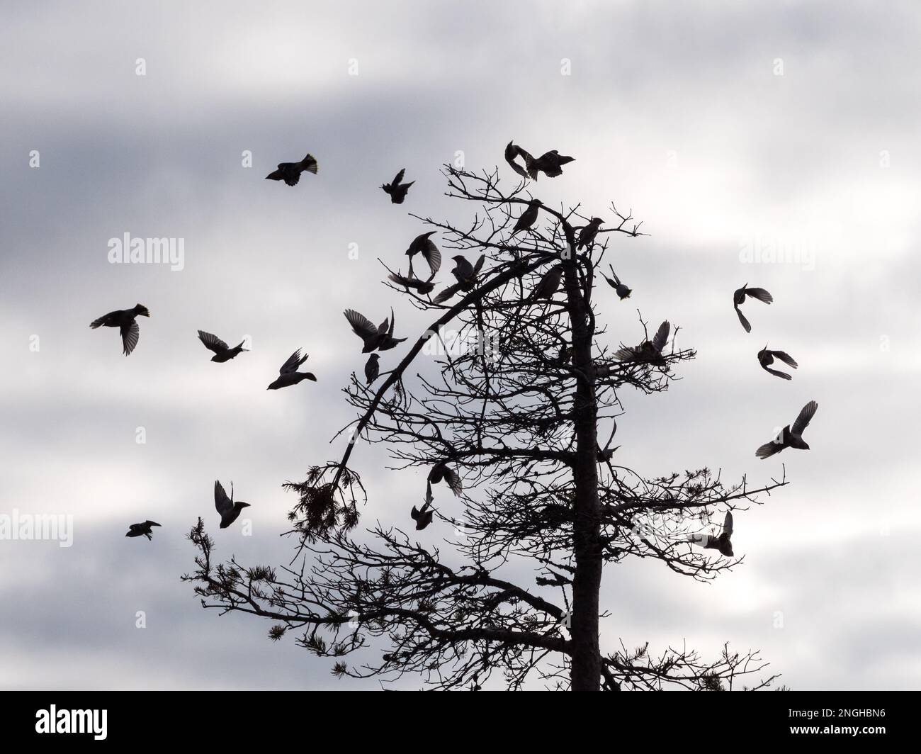 Canopy birds hi-res stock photography and images - Alamy