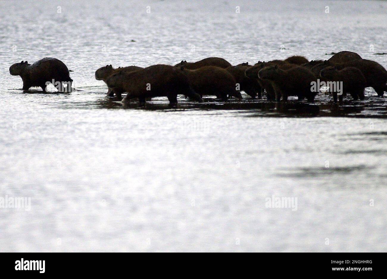 A group of capybaras, the world's largest rodent, cross a lake in Hato ...