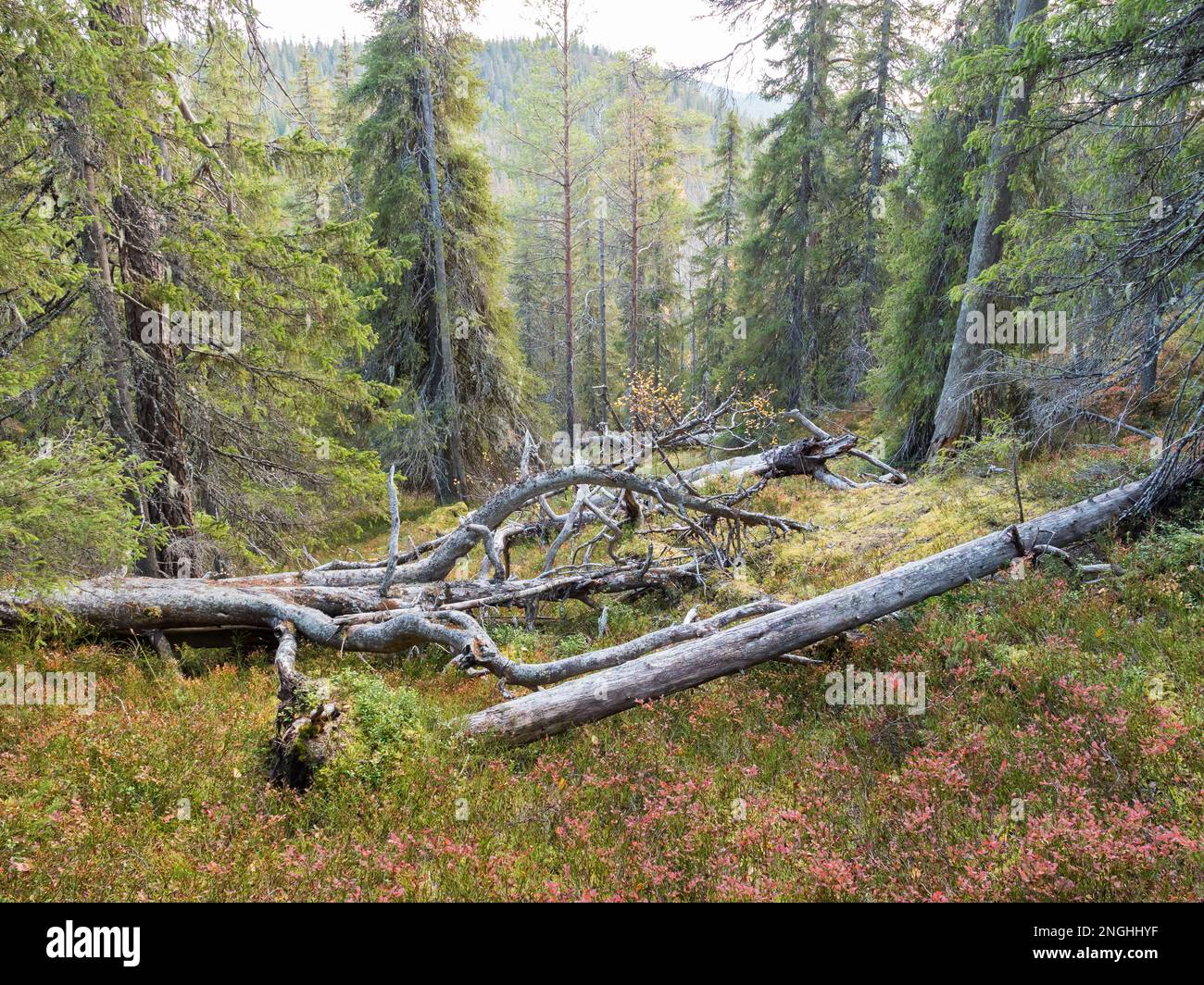 Natural boreal hillside forest with fallen dead trees Stock Photo - Alamy
