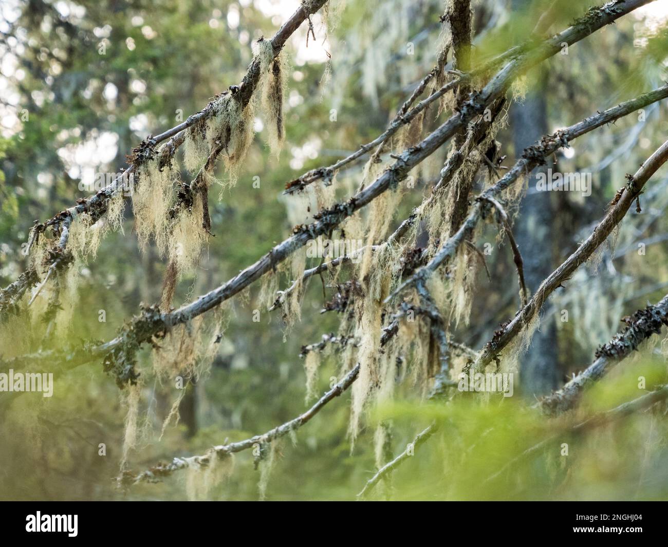 Beard lichen hanging on old spruce branches Stock Photo - Alamy