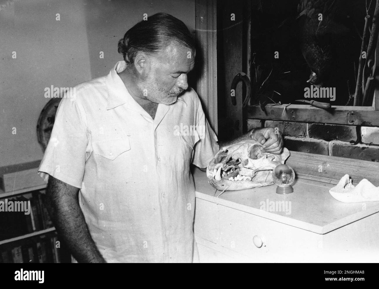 American author Ernest Hemingway looks at the skull of a lion in the ...