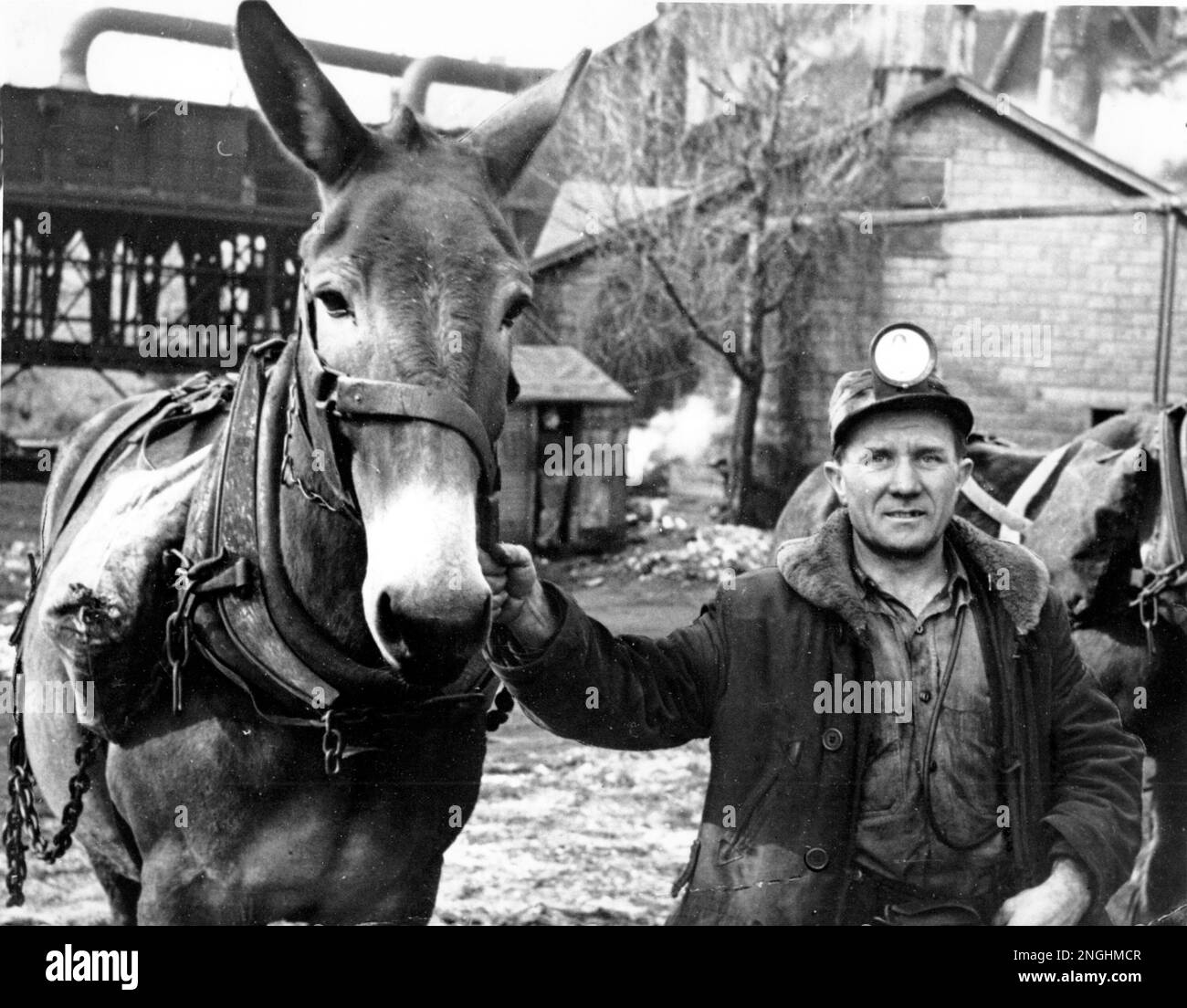A coal miner and his mule pose at the American Radiator Mine in West ...
