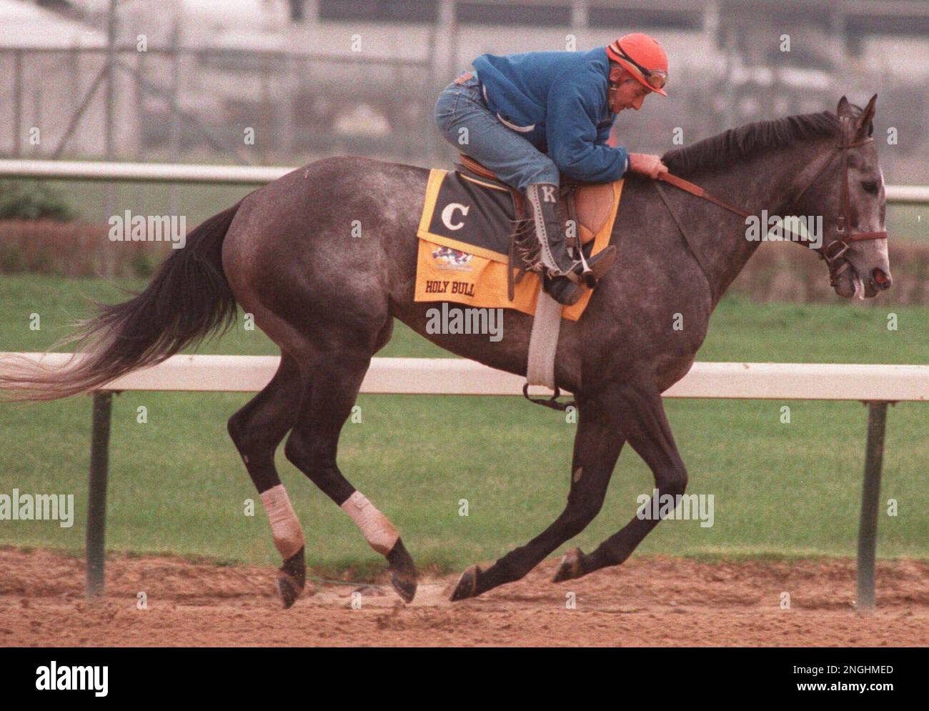 Exercise rider Bobby Perna takes Holy Bull around the track at ...