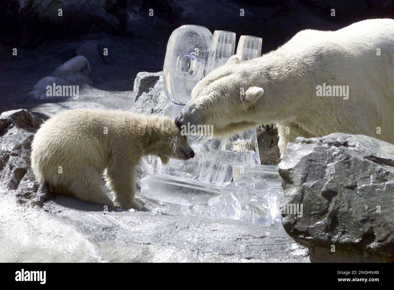 A 4-month old polar bear cub with its mother Monday April 9, 2001 made ...