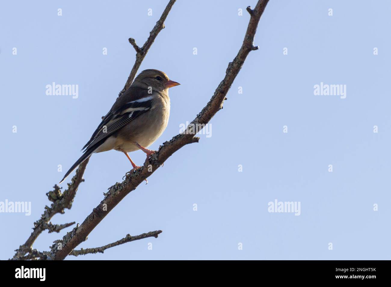 Plain pinkish brown plumage hi-res stock photography and images - Alamy