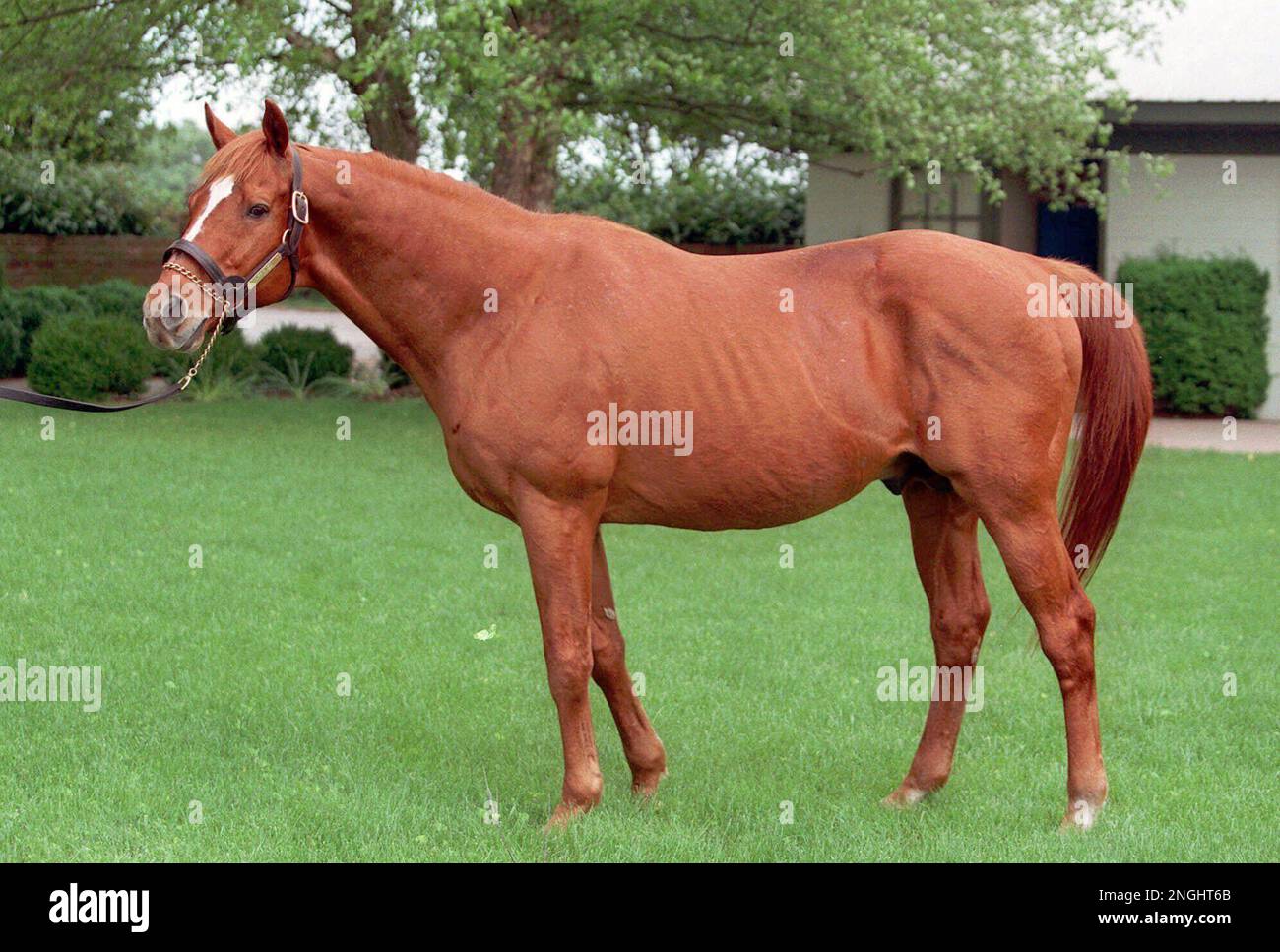 1978 Triple Crown winner Affirmed is shown in this June 2, 1999 photo ...