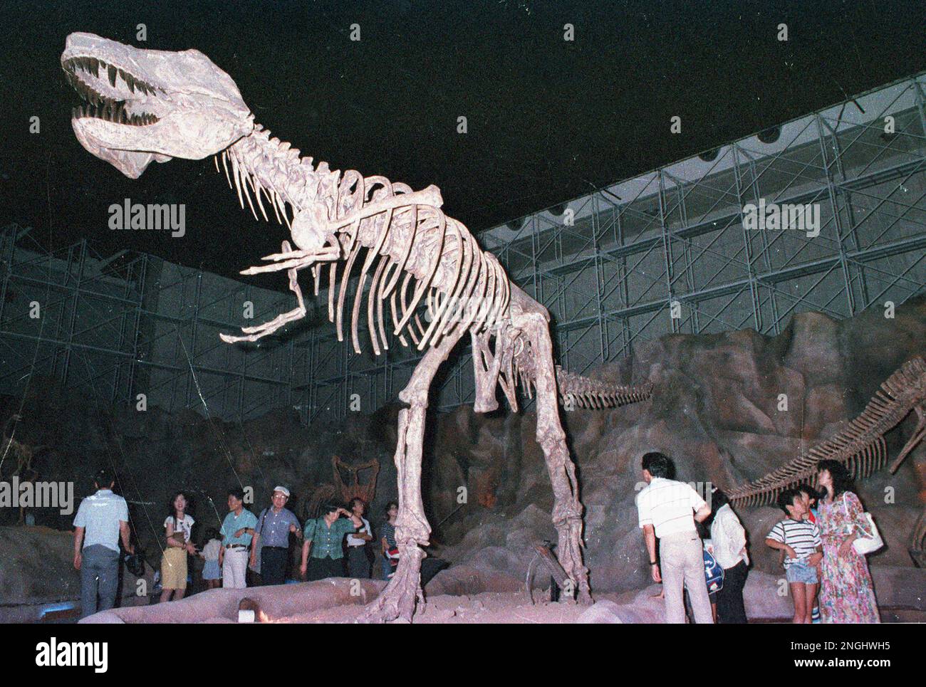 The skeleton of Tyrannosaurus Rex towers over visitors to the 1990 ...