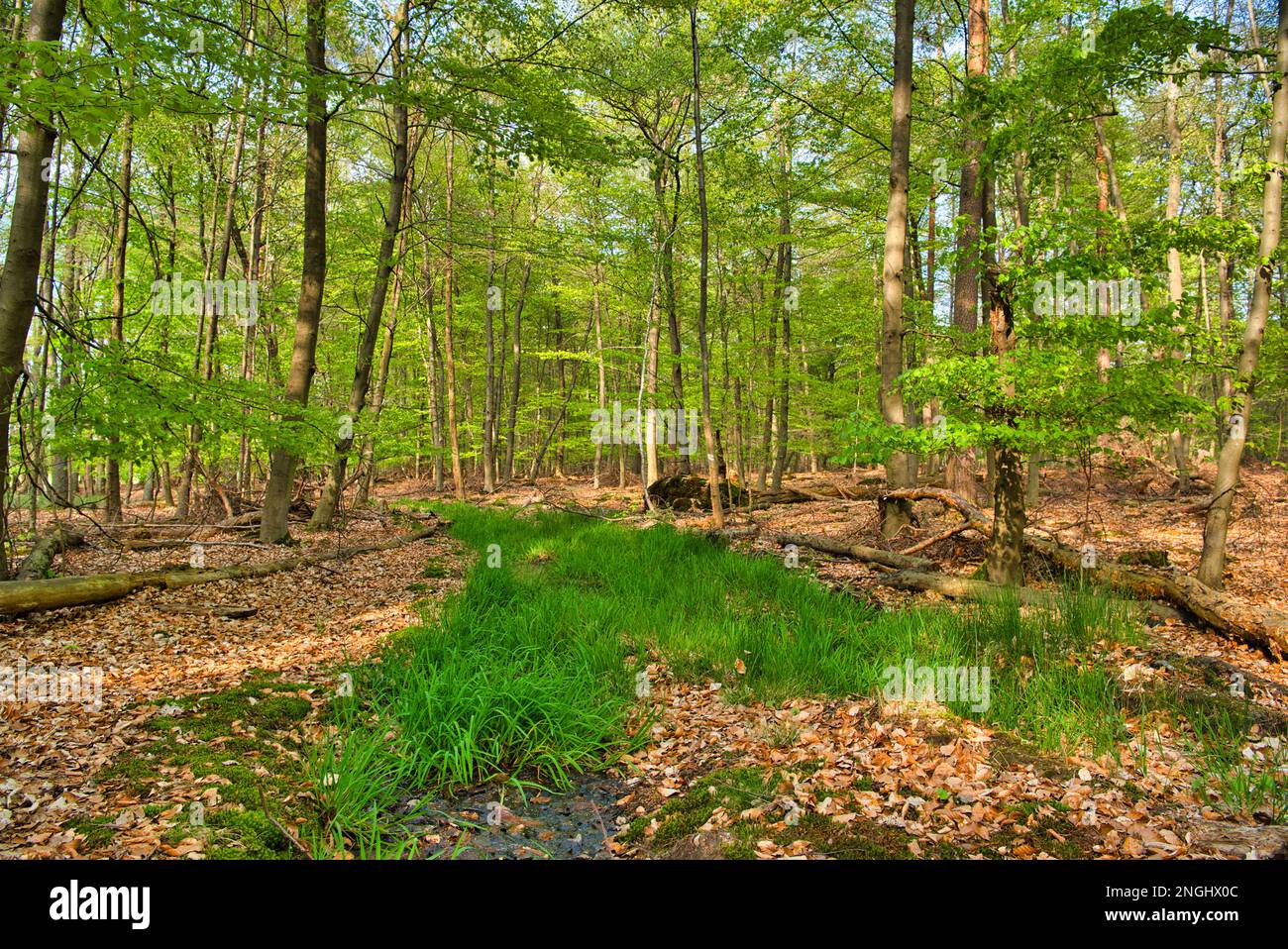 Pine forest with green lush grass in spring, Germany, Hessen Stock ...