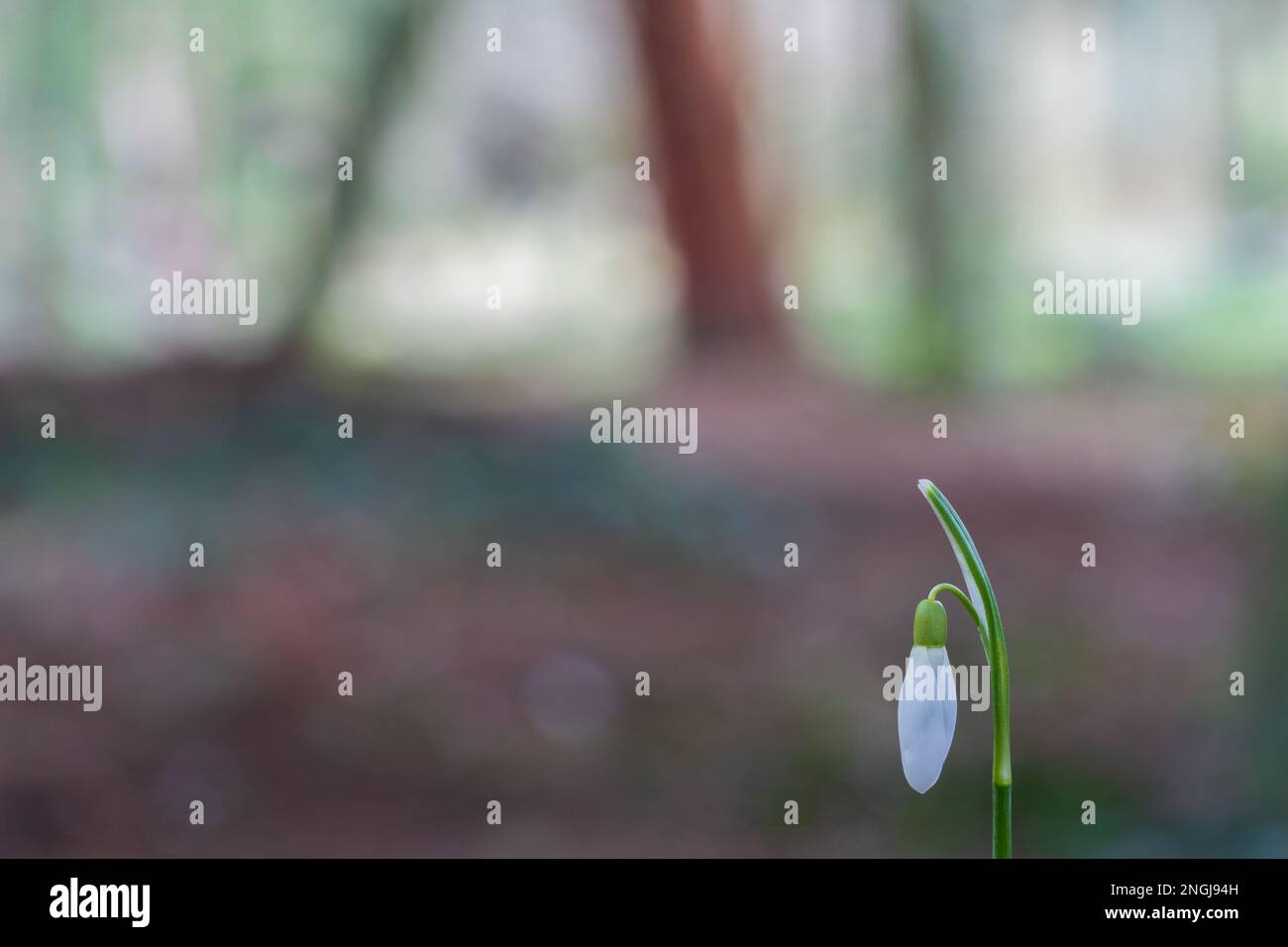 Single snowdrop in Southampton Old Cemetery Stock Photo - Alamy