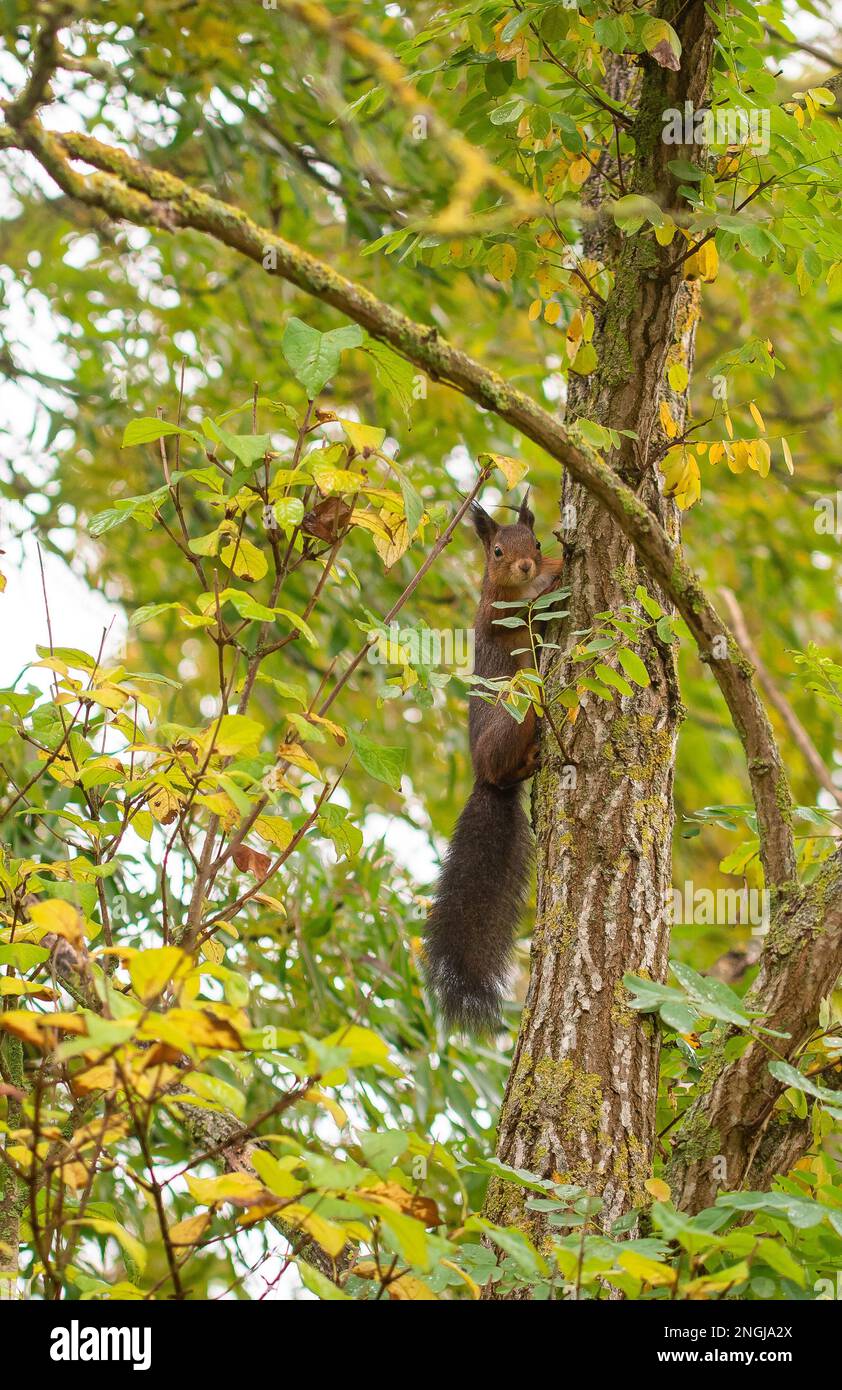 Photo of a wild squirrel looking into the camera from a tree Stock ...