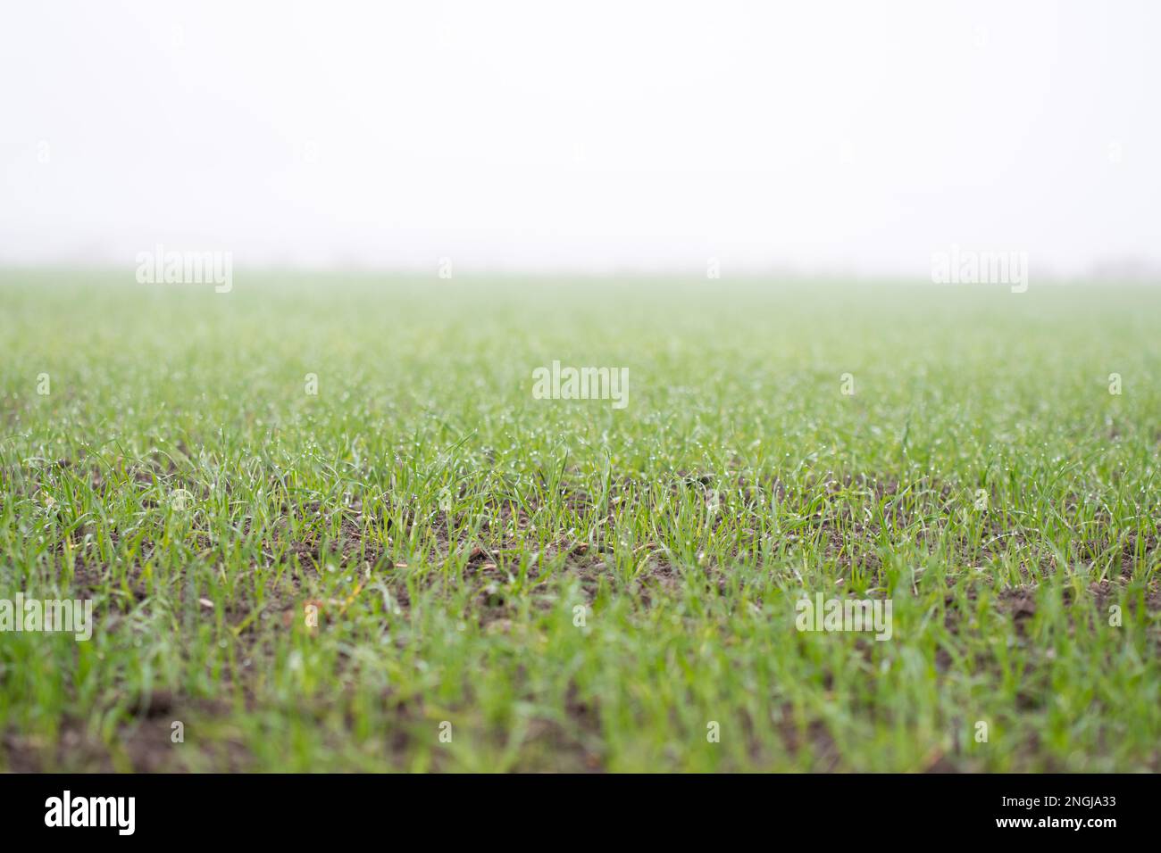 Wet weather on farm hi-res stock photography and images - Alamy