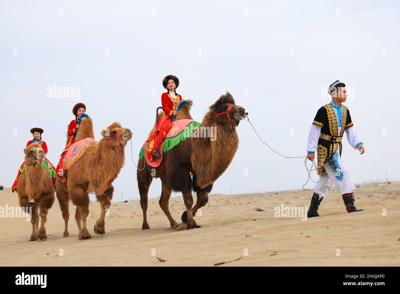 BAZHOU, CHINA - FEBRUARY 18, 2023 - Tourists ride camels in the ...