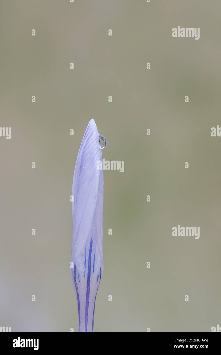 single mauve and white crocus Stock Photo - Alamy