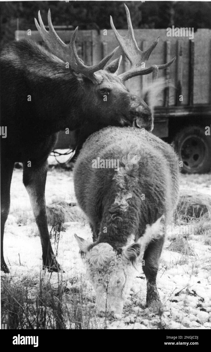 Bullwinkle Moose Head