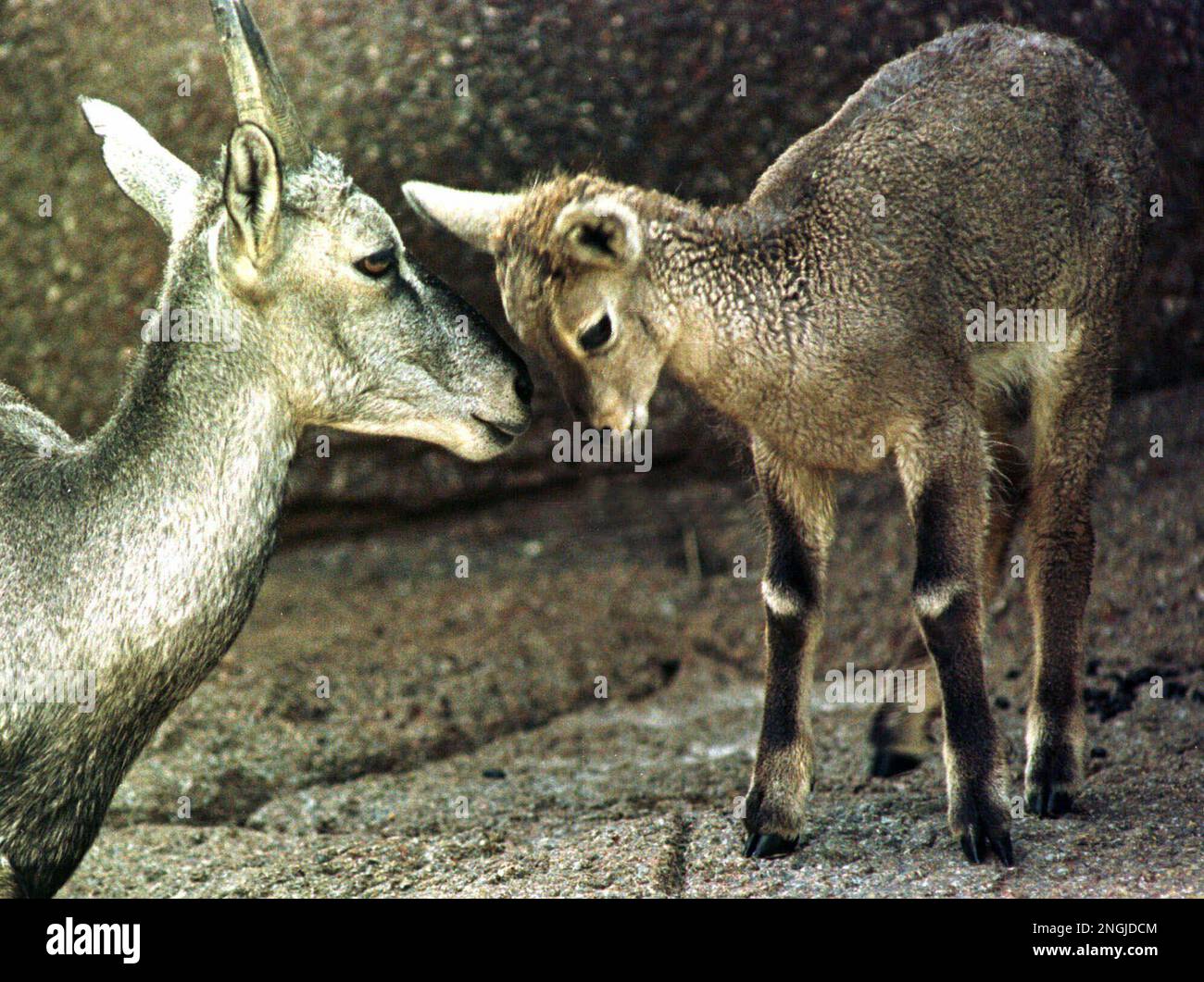 A baby blue sheep, born July 10, 1999 rubs heads with its mother as he ...