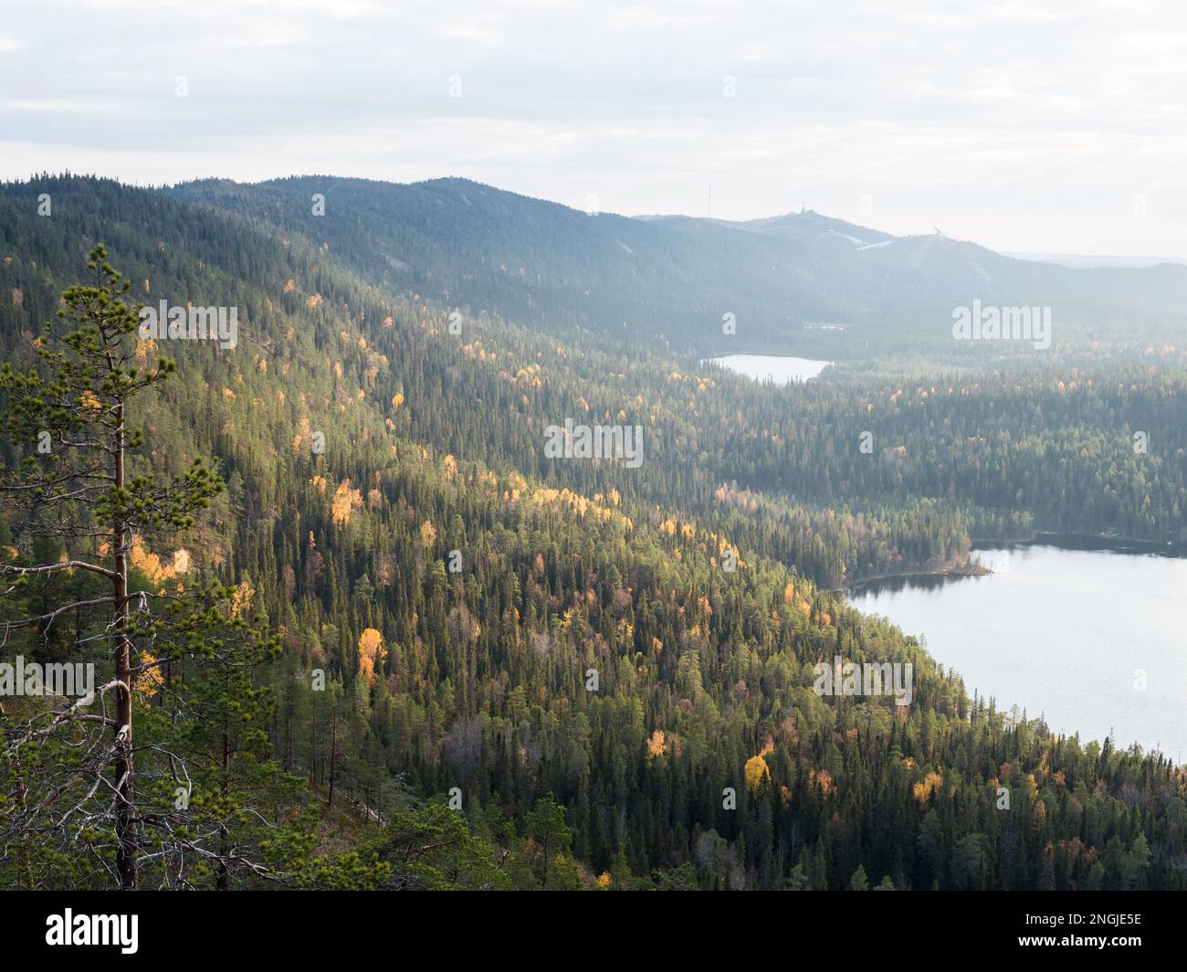 Autumn landscape with hilly boreal forest in northern Finland Stock ...