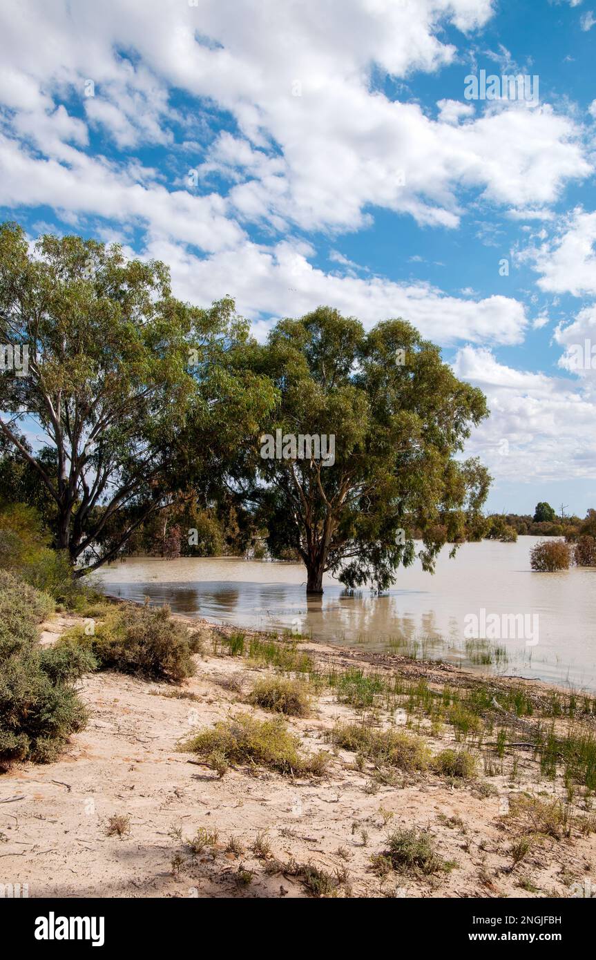 Menindee Australia, view along the lake water edge Stock Photo - Alamy