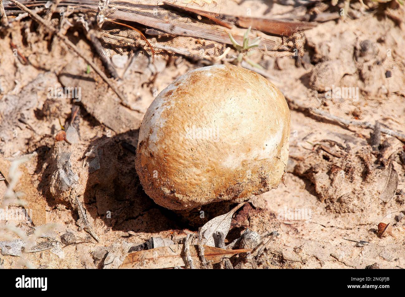 Menindee Australia, puff ball fungus in dirt Stock Photo - Alamy