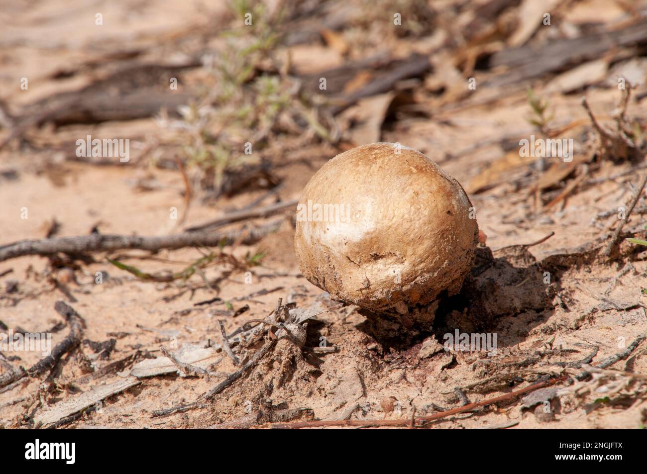 Menindee Australia, puff ball fungus in desert landscape Stock Photo ...