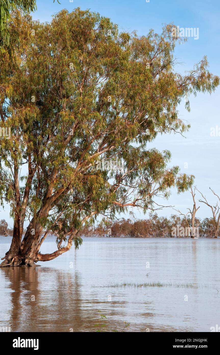 Menindee australia hi-res stock photography and images - Alamy