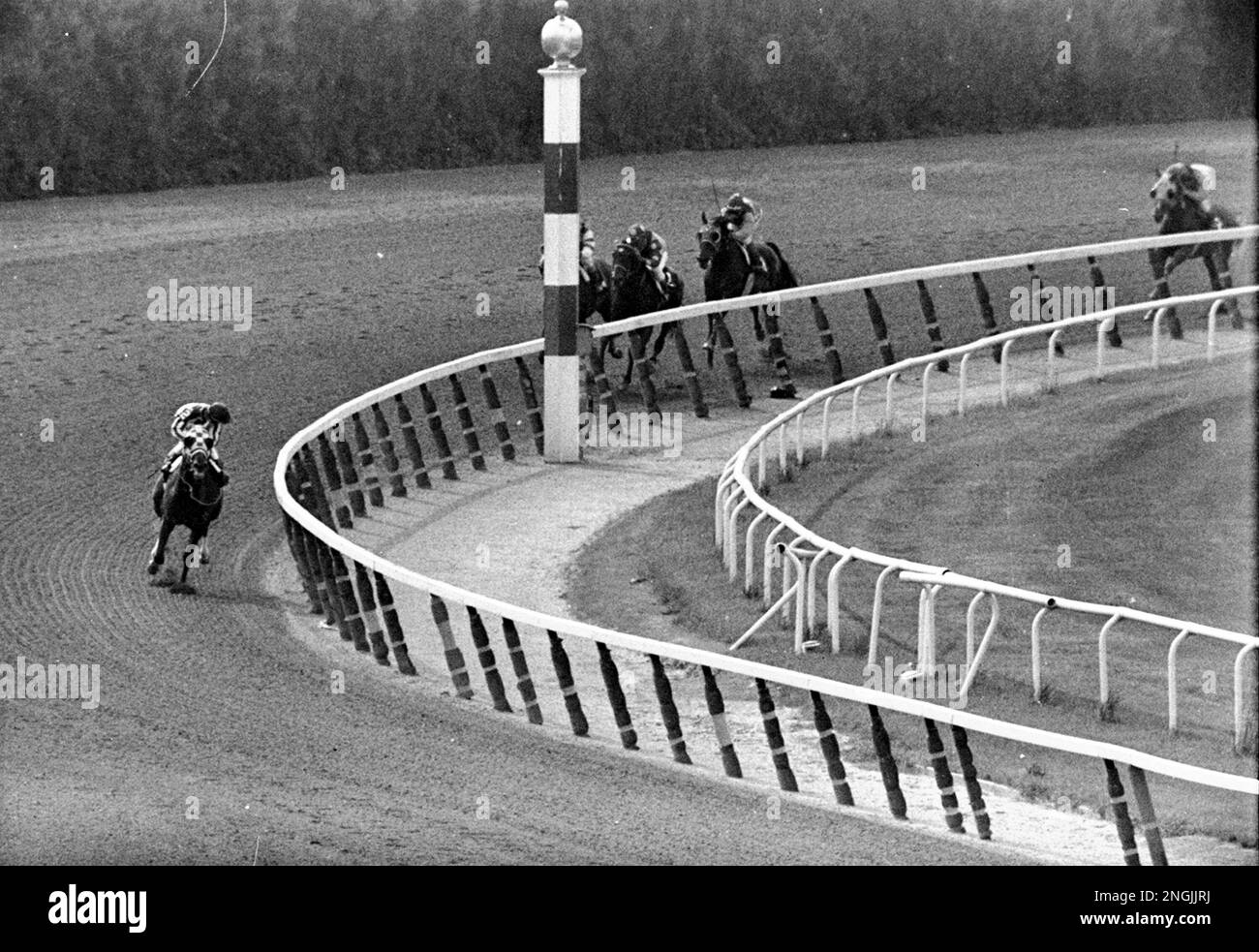 Jockey Ron Turcotte, aboard Secretariat, turns for a look at the field ...