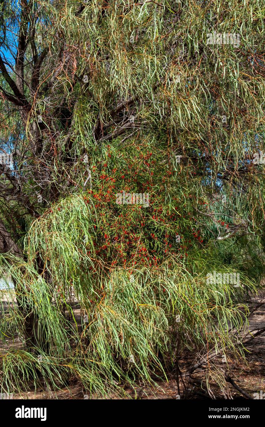 Australian mistletoe hi-res stock photography and images - Alamy