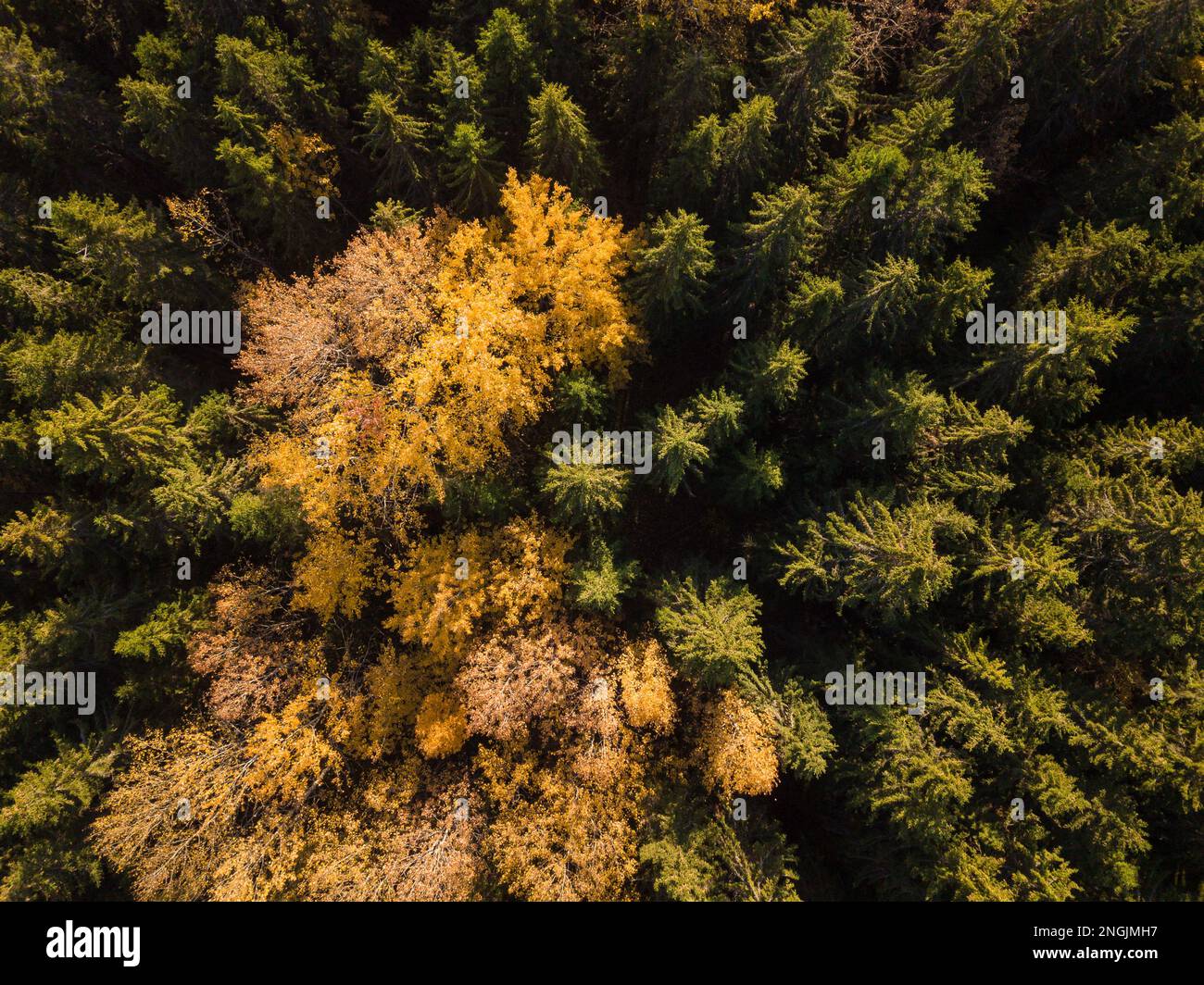 Aerial view of tree canopies in autumn colours Stock Photo - Alamy