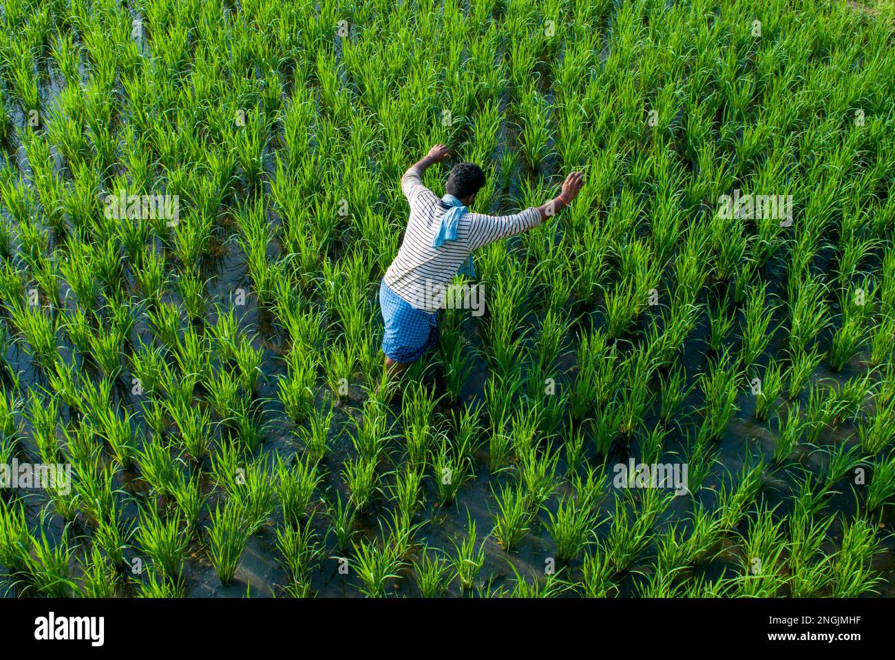 A farmer walking through his paddy rice field wetlan Stock Photo - Alamy