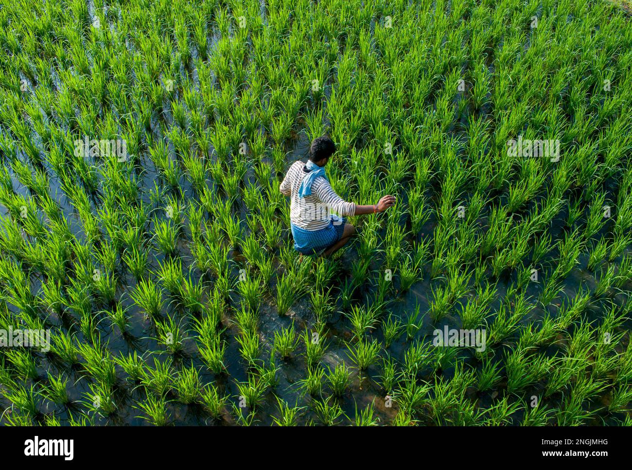 A farmer walking through his paddy rice field wetland Stock Photo - Alamy