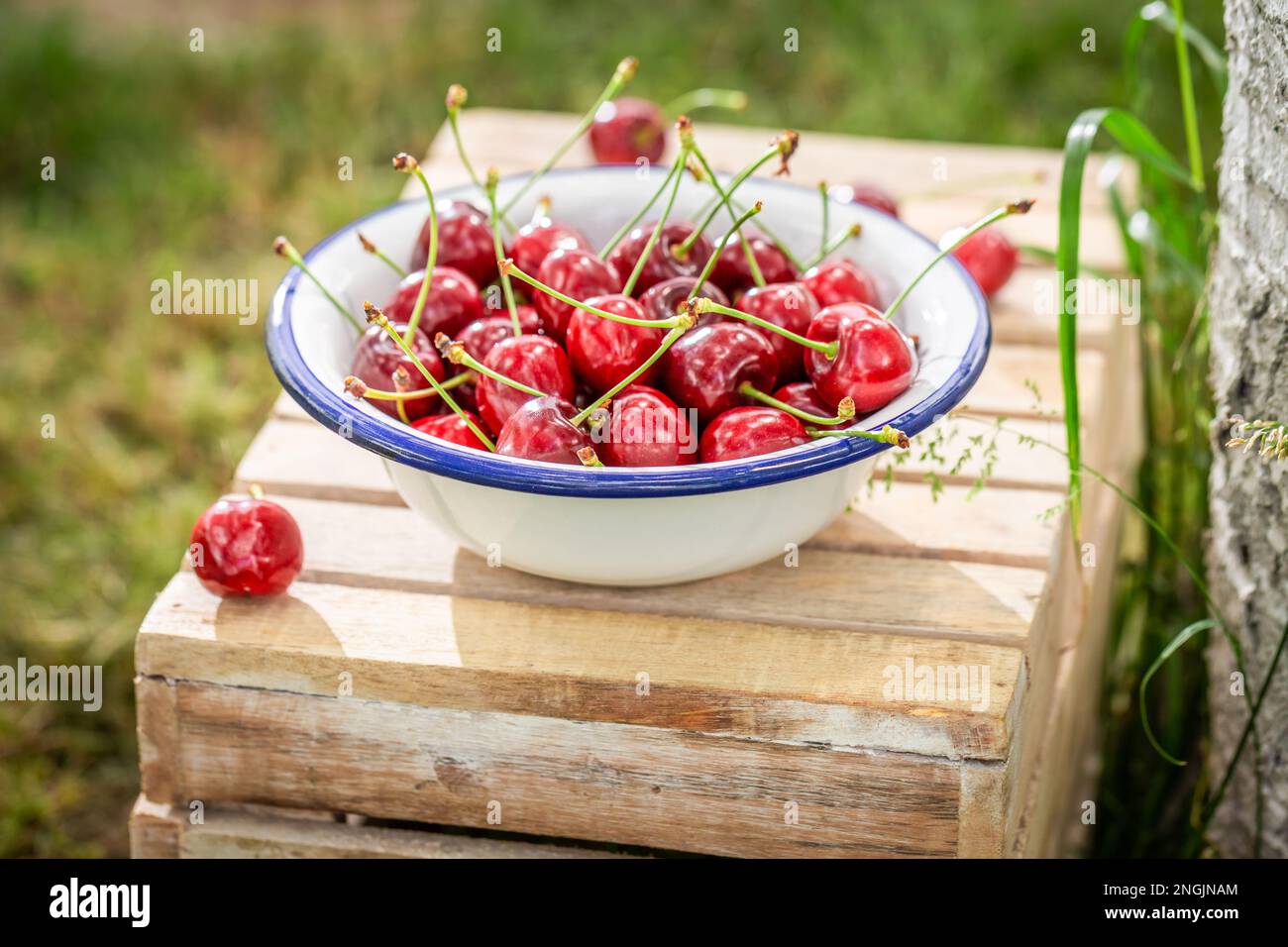Delicious and red sweet cherries in a sunny day. Homegrown fruit ...