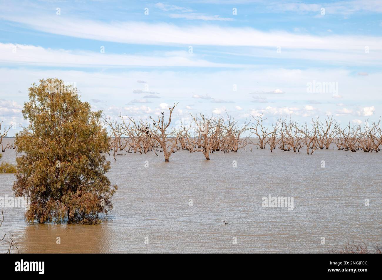 Menindee Australia, view across lake with submerged trees Stock Photo ...