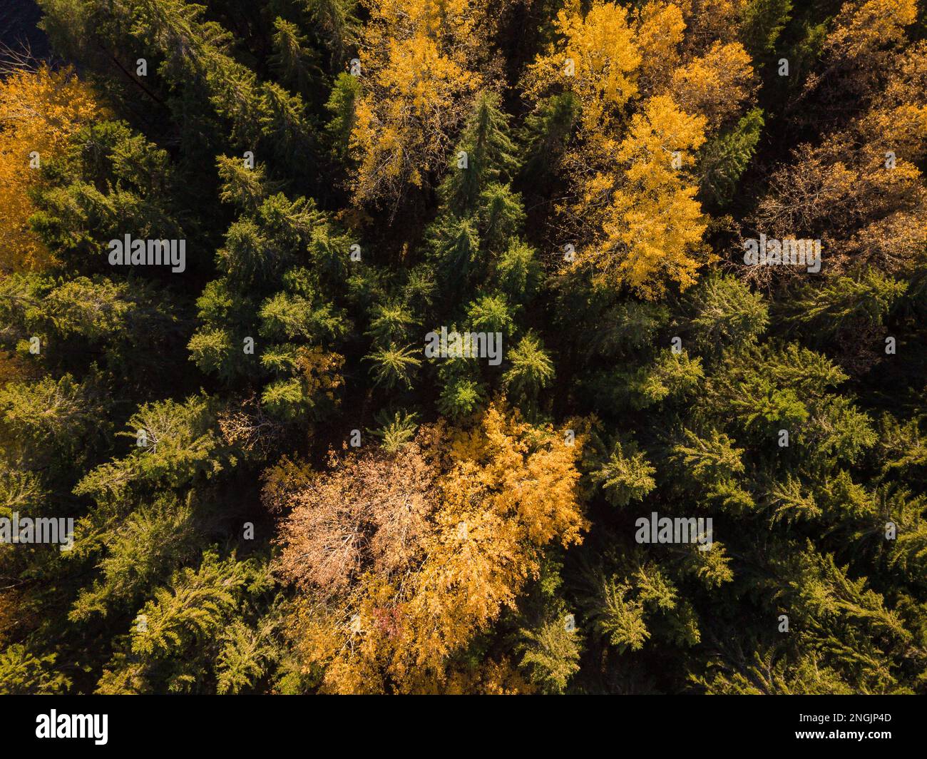 Trees canopies hi-res stock photography and images - Alamy