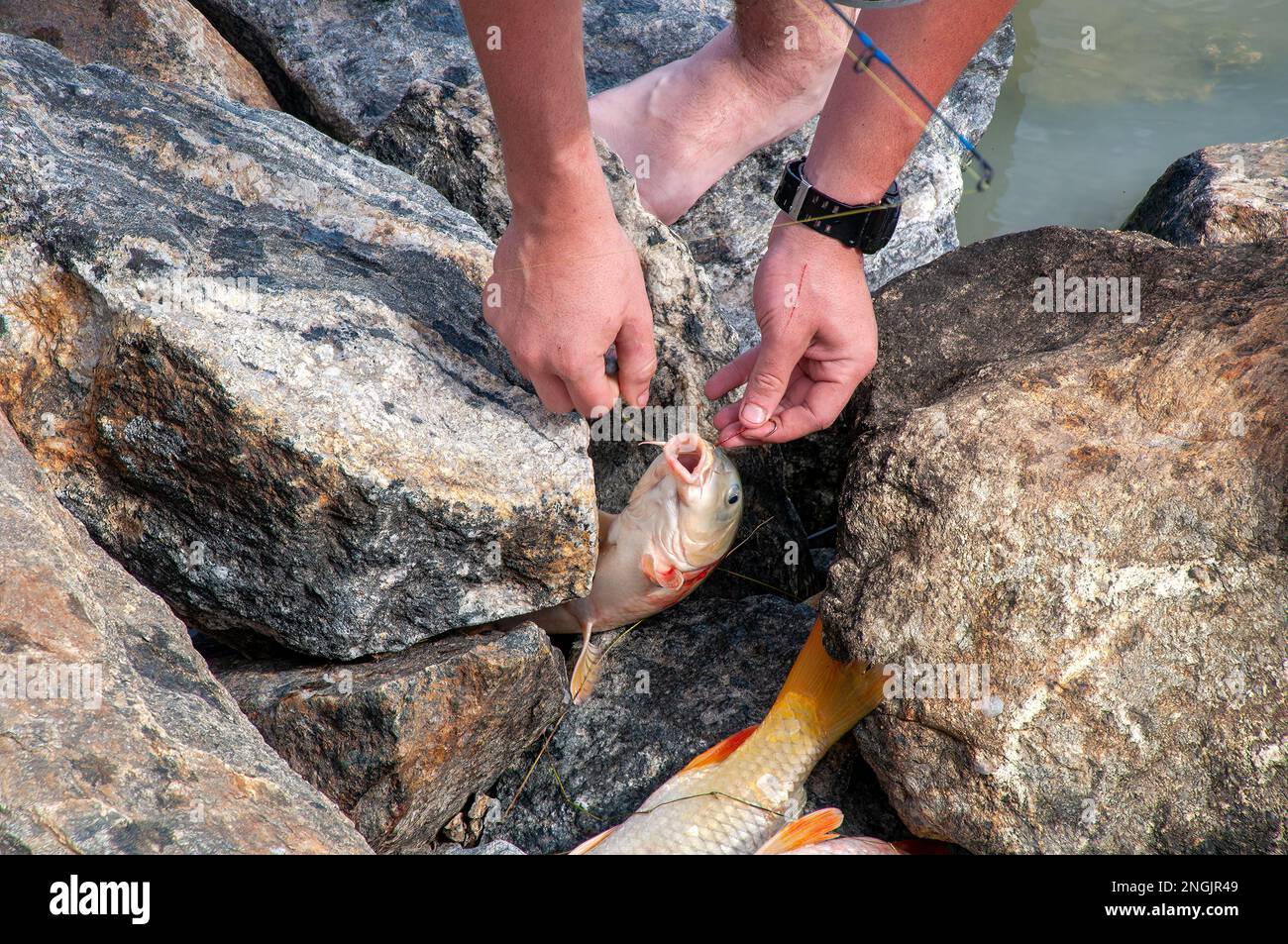 Menindee Australia, fisherman unhooking european carp from line, the ...