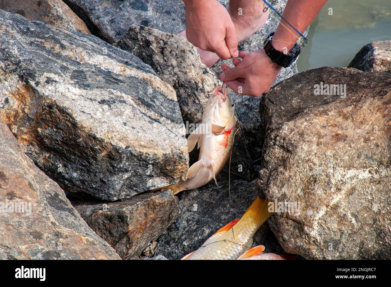 Menindee Australia, fisherman unhooking european carp from line, the ...
