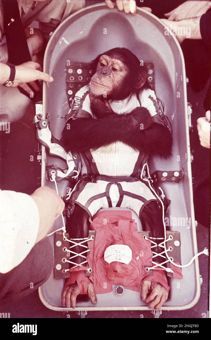 Ham the monkey is shown in his space suit in the nose cone of the ...