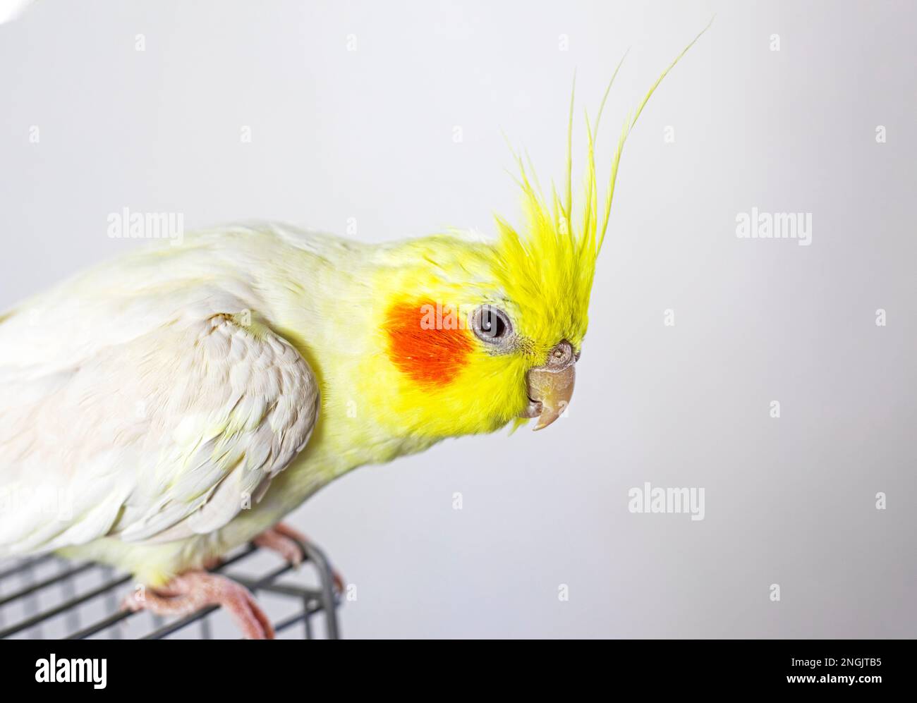 Parrot with red cheeks hi-res stock photography and images - Alamy