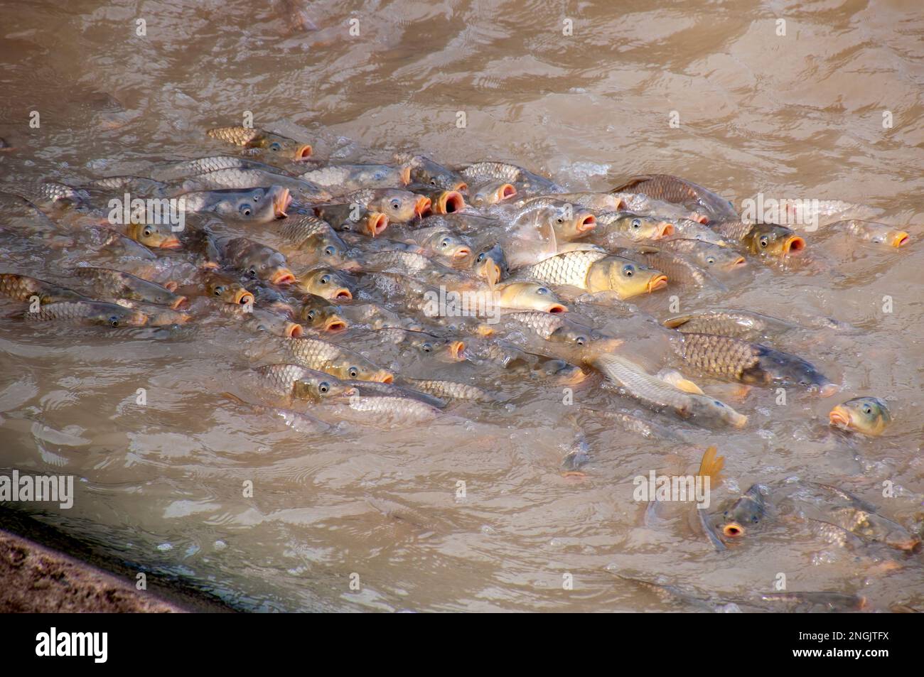 Eurasian carps hi-res stock photography and images - Alamy