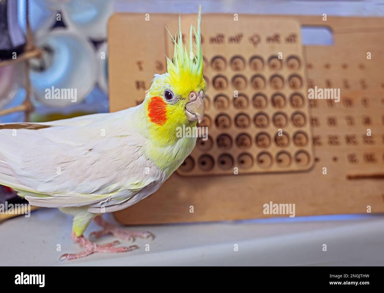 cute male cockatiel parrot on the desktop, horizontal Stock Photo - Alamy