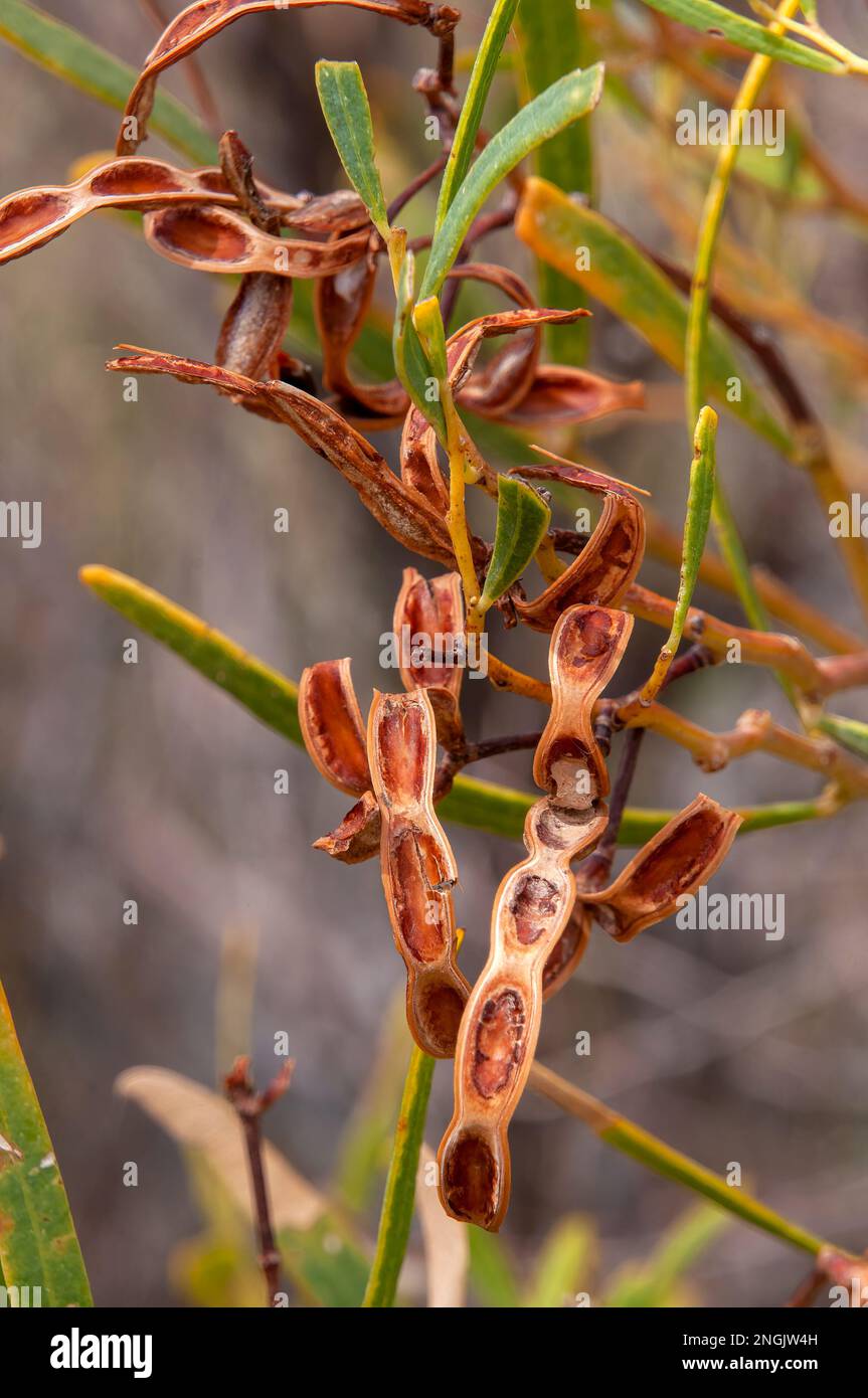 Menindee Australia, open acacia seed pods in sunshine Stock Photo - Alamy
