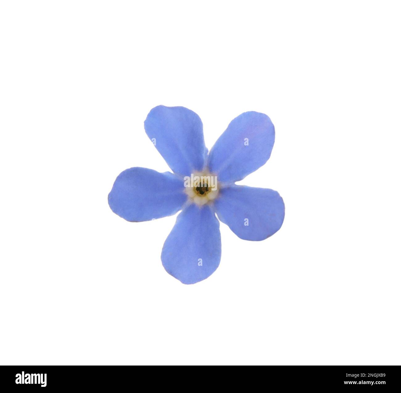 Beautiful blue Forget-me-not flower isolated on white Stock Photo - Alamy