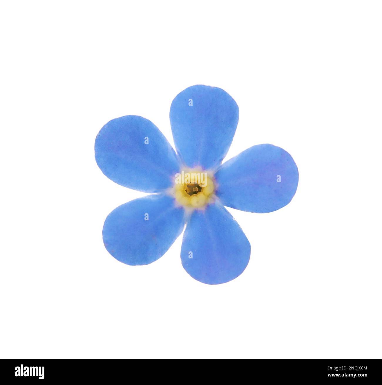 Beautiful blue Forget-me-not flower isolated on white Stock Photo - Alamy