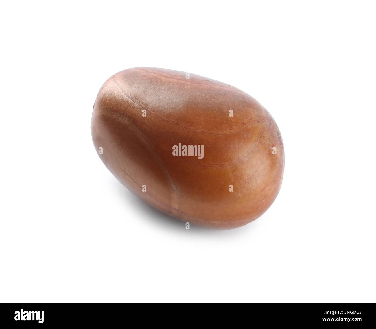 Fresh raw jackfruit seed isolated on white Stock Photo - Alamy