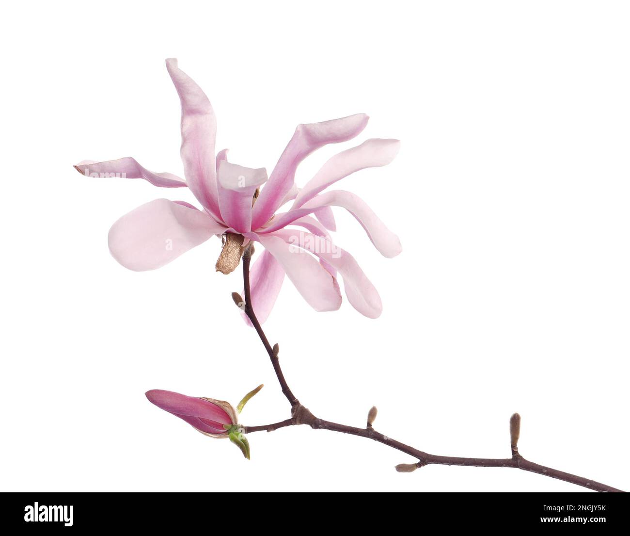 Magnolia tree branch with beautiful flower isolated on white Stock ...