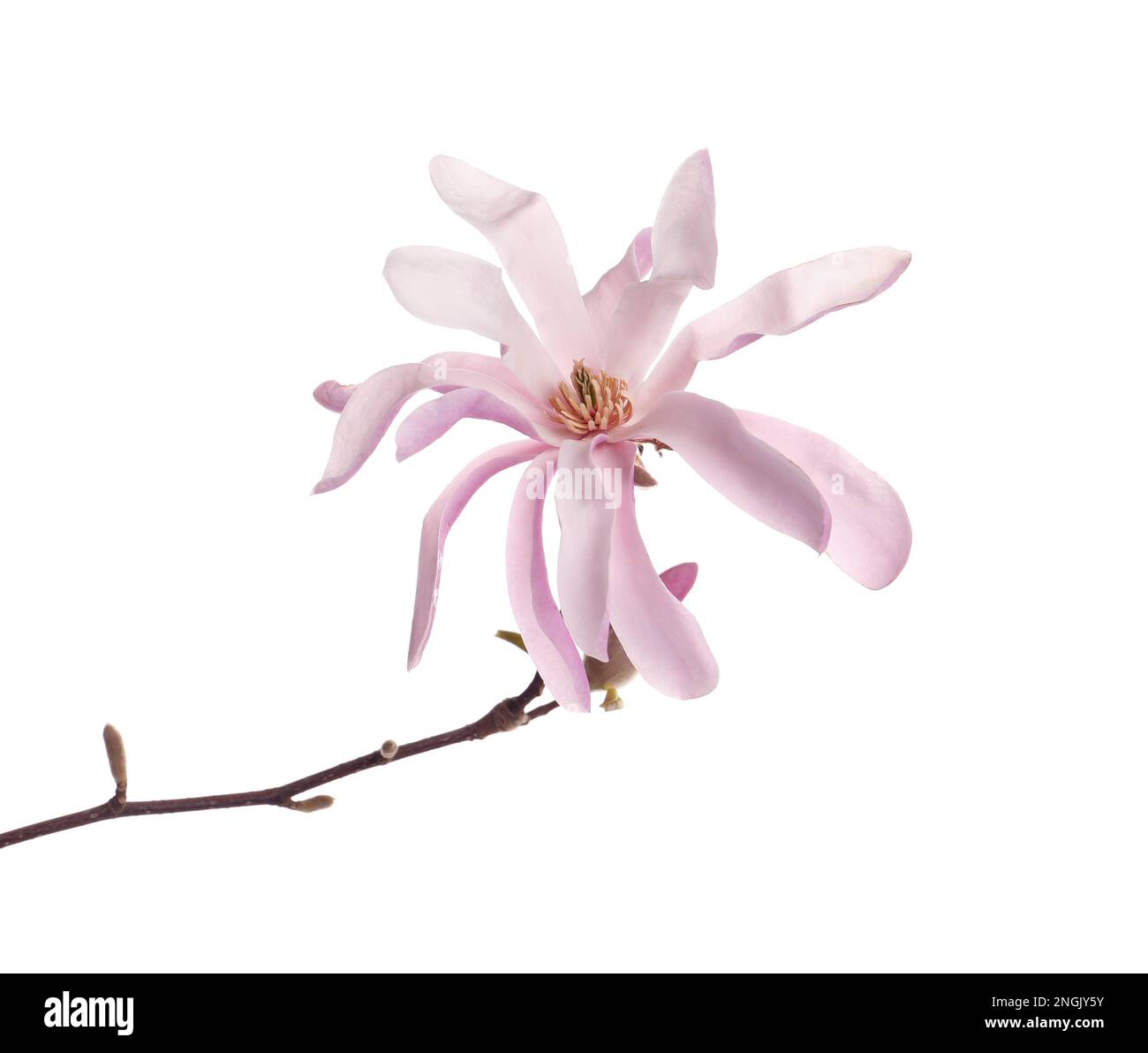 Magnolia tree branch with beautiful flower isolated on white Stock ...