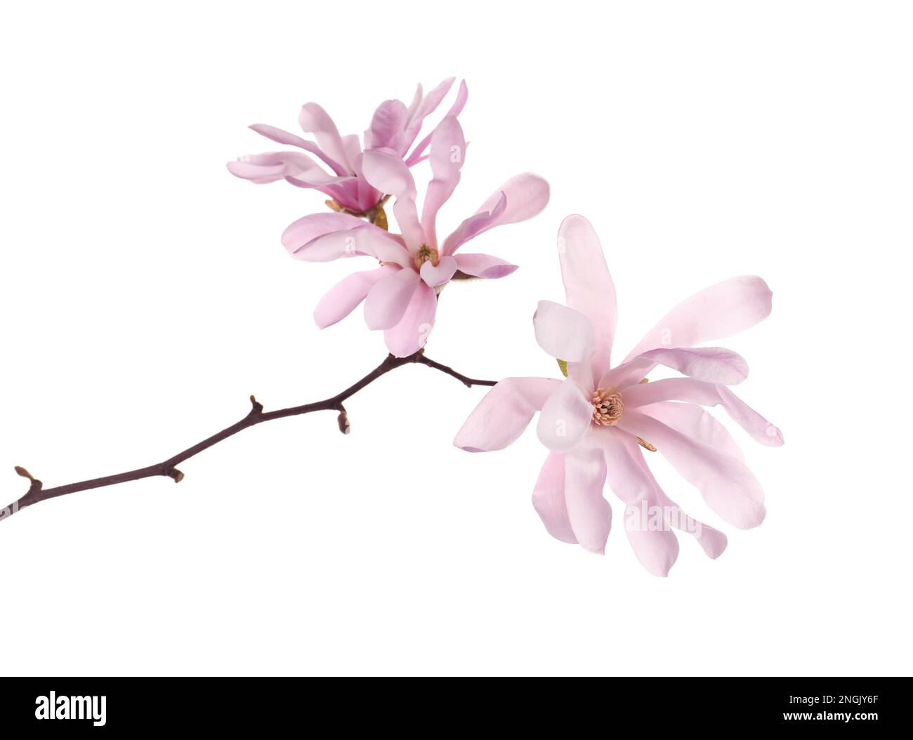 Magnolia tree branch with beautiful flowers isolated on white Stock ...